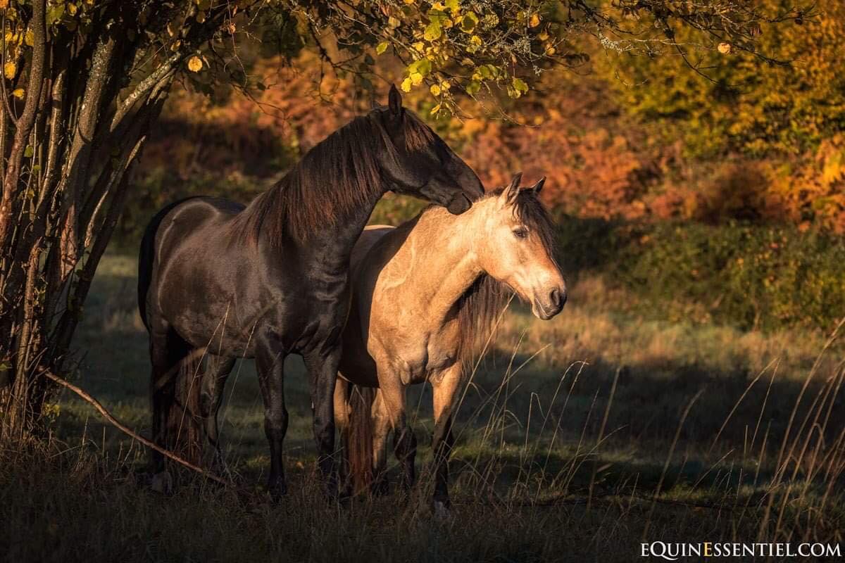 4 indices pour savoir si votre cheval est heureux en groupe ...
